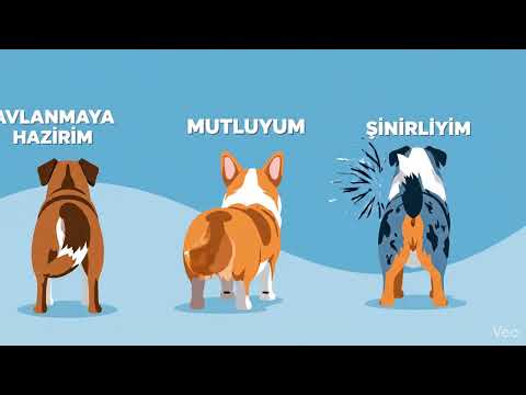 Köpeğinizin Varsa Bunları Kesinlikle Bilmelisiniz !! Korkutucu köpek sesi !!