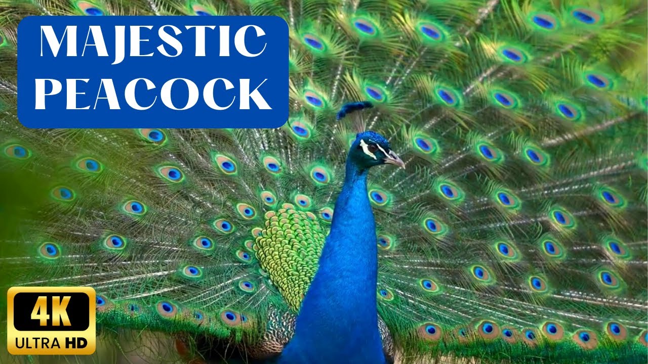 Peacock Dance Display In 4K | Opening Feathers | White Peacock ...