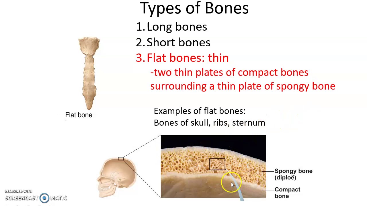 Human Anatomy: Chapter 6 Bones and Skeletal Tissues Part 1 - YouTube