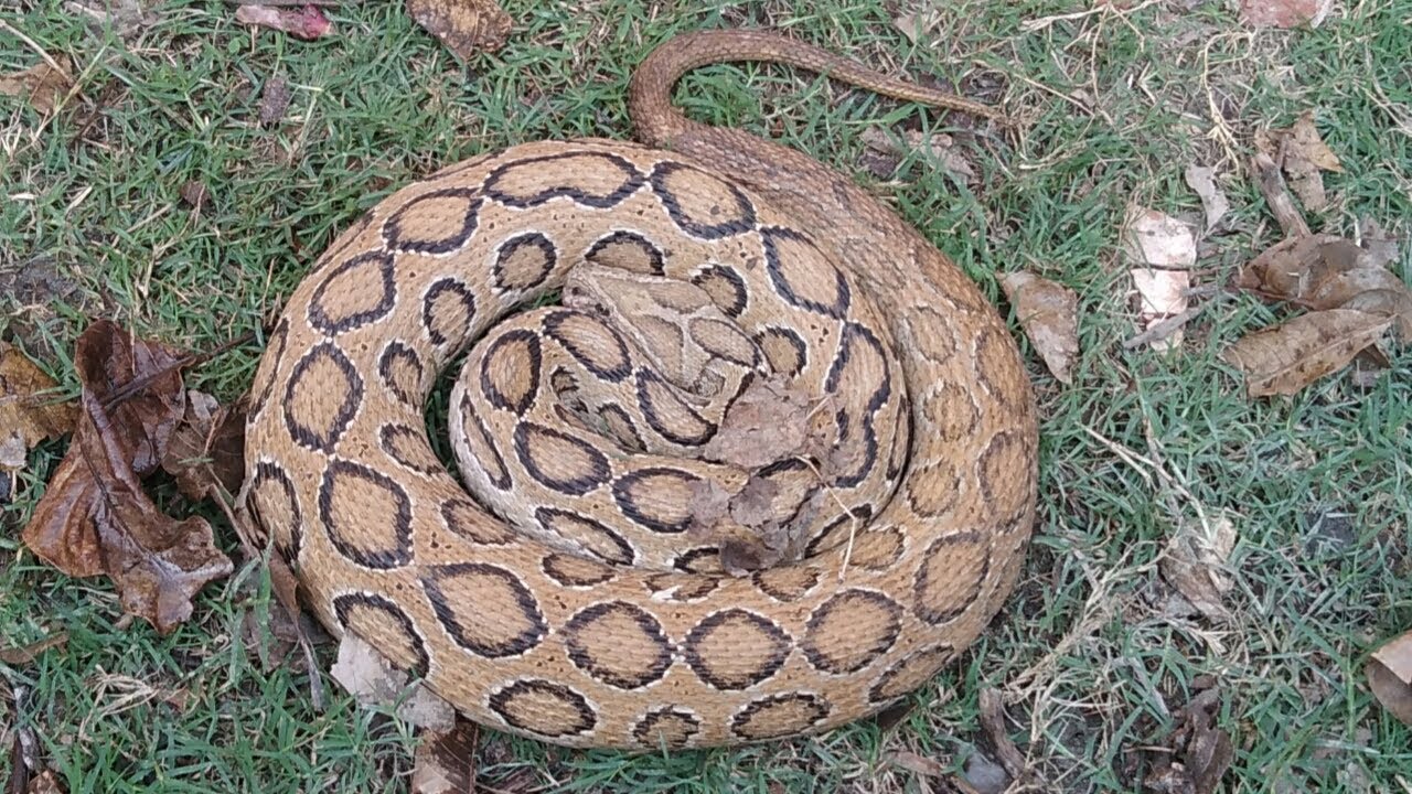Russell's viper rescue | চন্দ্রবোড়া বিষাক্ত সাপ | Snake Malda, West ...