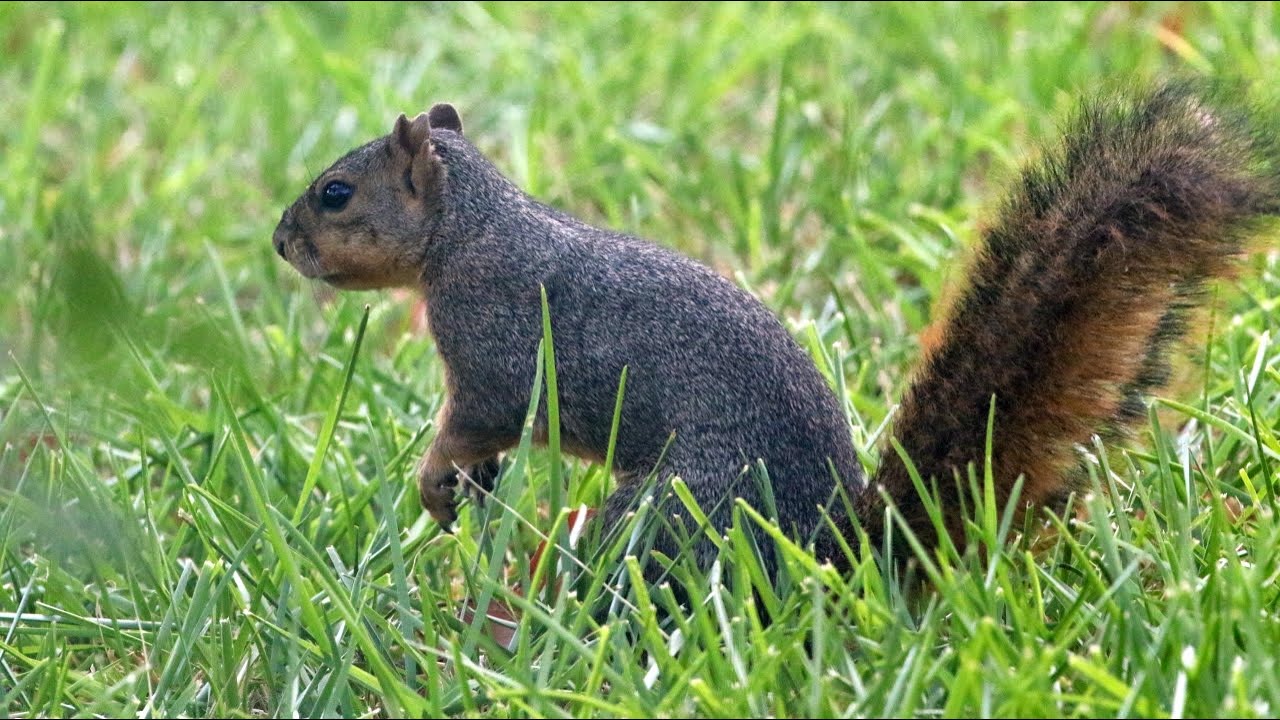 Fox Squirrel (Clyde) Foraging On Ground In Grass, NO AUDIO. - YouTube