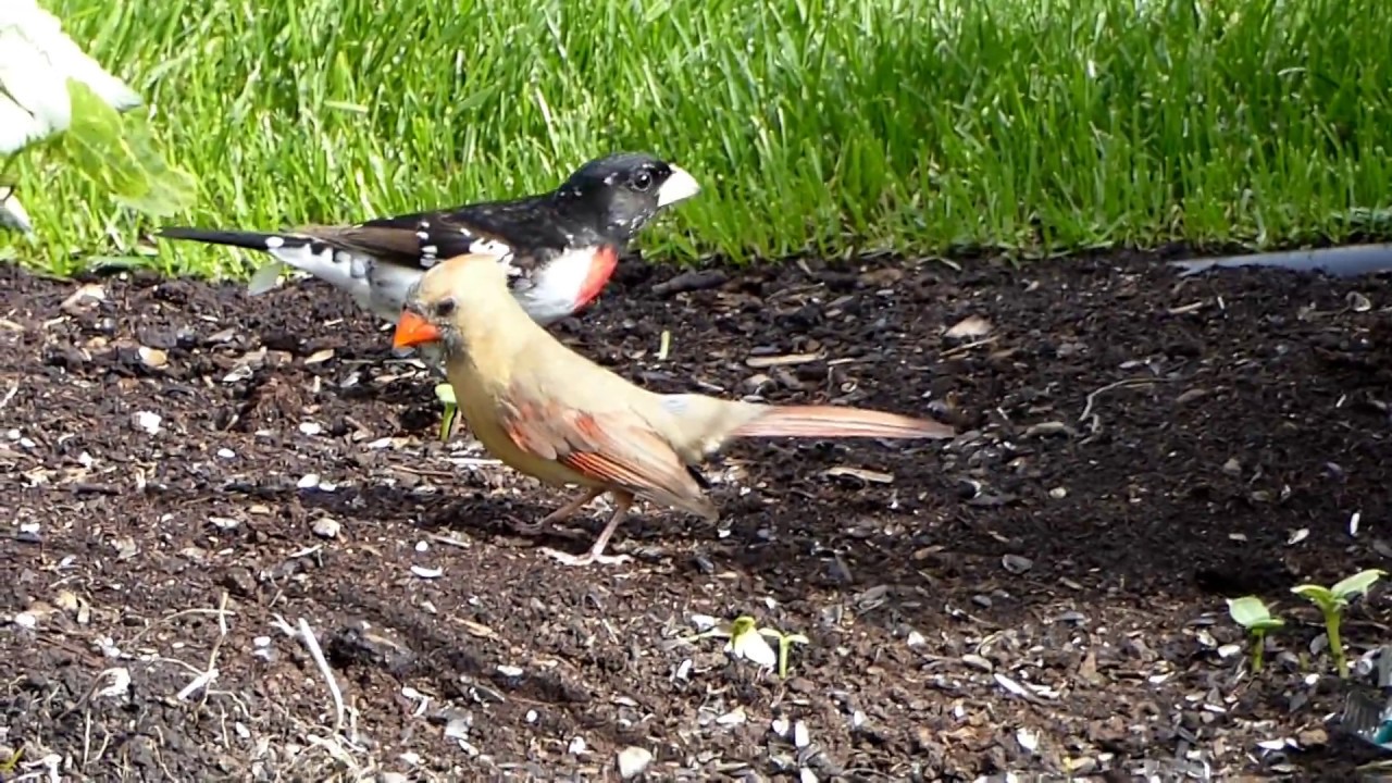 Cardinal rouge Cardinal à poitrine rose mâle Northern cardinal Rose ...