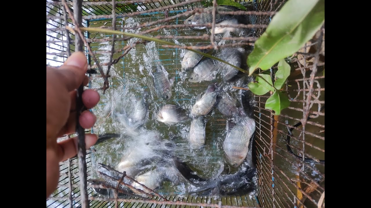 Amazing Cage Fishing Trap in Village Pond With Beautiful Nature # ...