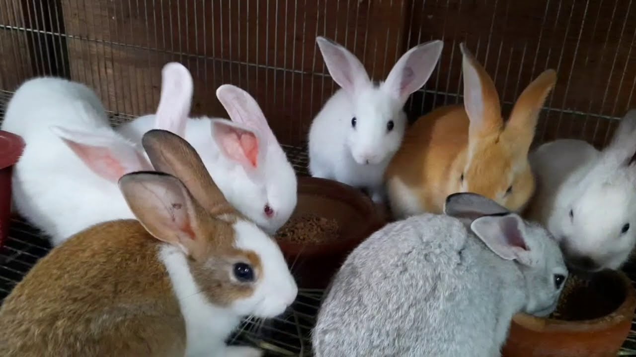 BACKYARD RABBITRY - YouTube