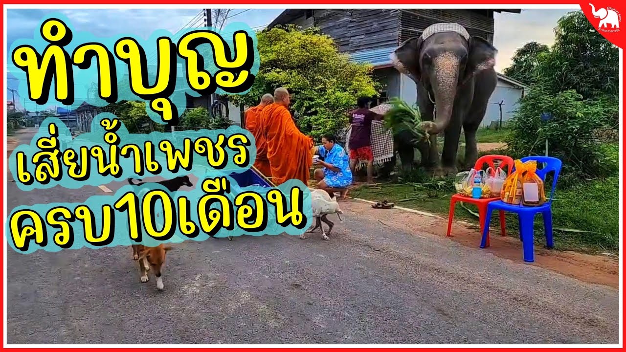 HBD ครบ 10 เดือน ‼️ #พลายน้ำเพชรมงคล ️ ️ - YouTube