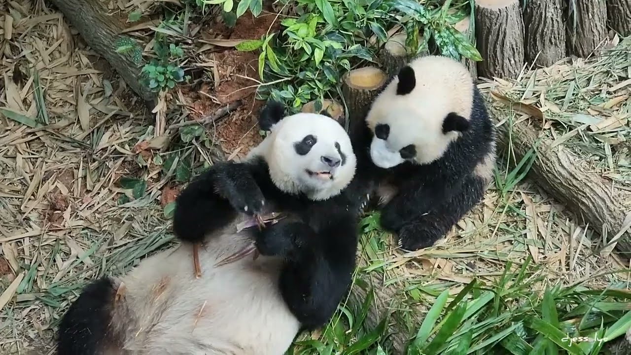 20220921 Giant Panda Le Le 叻叻 and Jia Jia 嘉嘉 @ River Wonders Singapore ...
