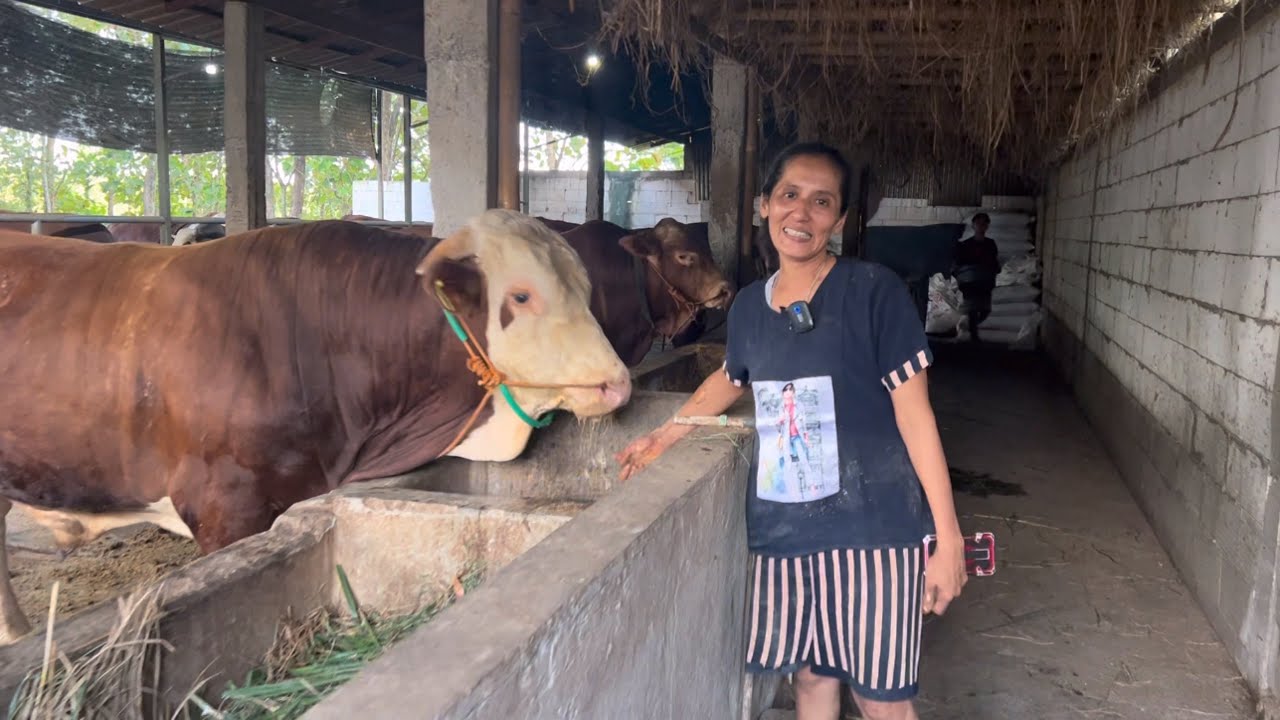 SAPI KURUS JADI GEMUK RESEP PAKAN DIDIK JAYA FARM PUSAT SAPI BAKALAN ...