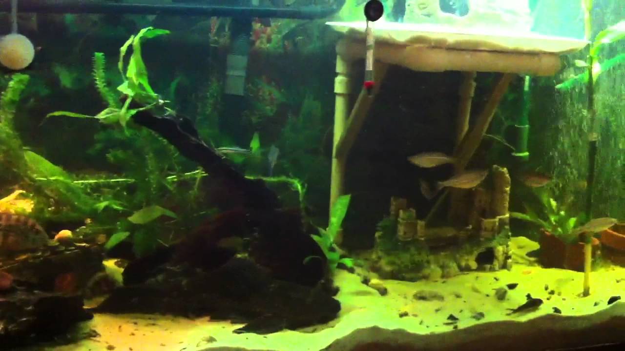 DIY turtle platform - YouTube