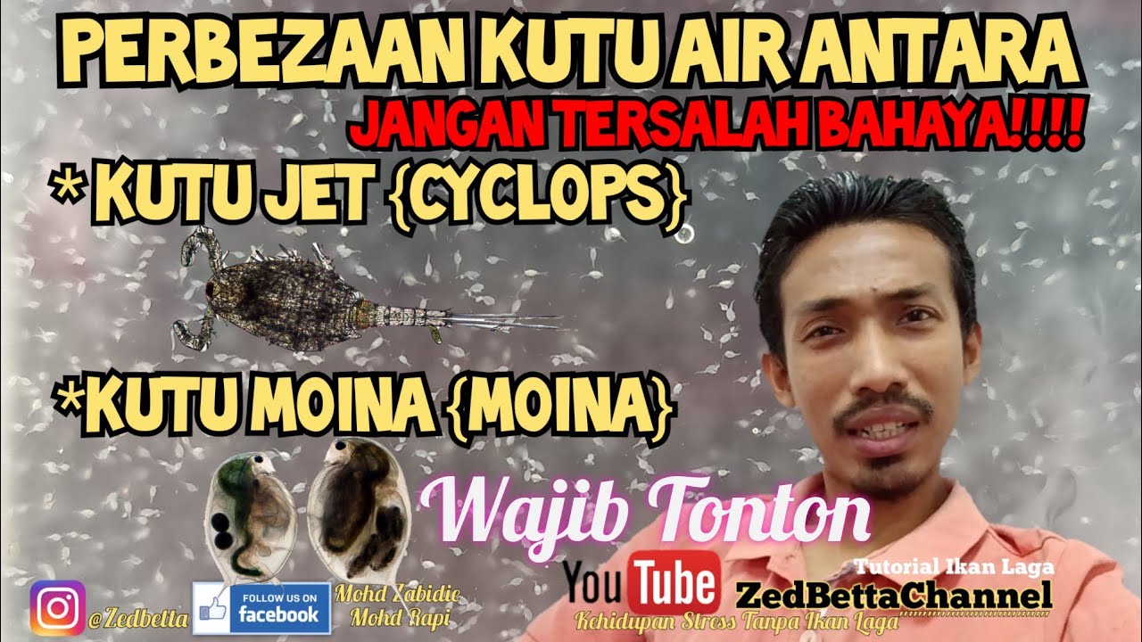 Mengenali Perbezaan KUTU JET & KUTU MOINA - YouTube