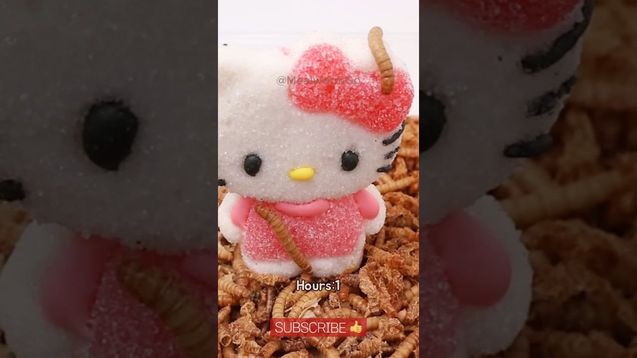 Highlight💥 (4K) Hello Kitty🐹헬로키티Mealworm Go! #timelapse #highlights # ...