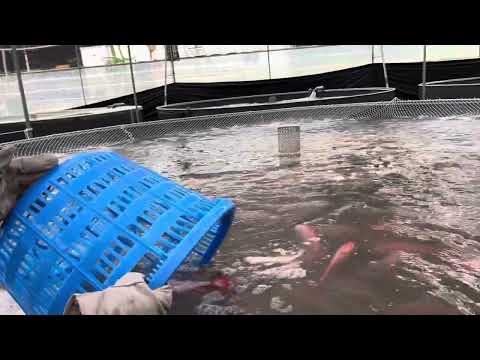 Grow your fish project with eWater #fishfarming #fishingequipment #fishing #fishinggear #fish