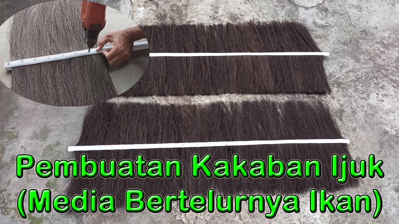 Media bertelurnya Ikan Mas (Kakaban Ijuk 1,5 m) - YouTube