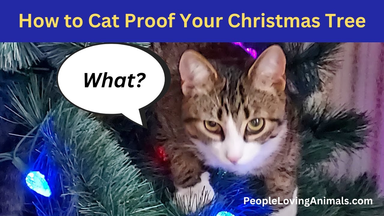 How to Cat Proof Your Christmas Tree - Keep Your Tree & Your CAT Safe ...