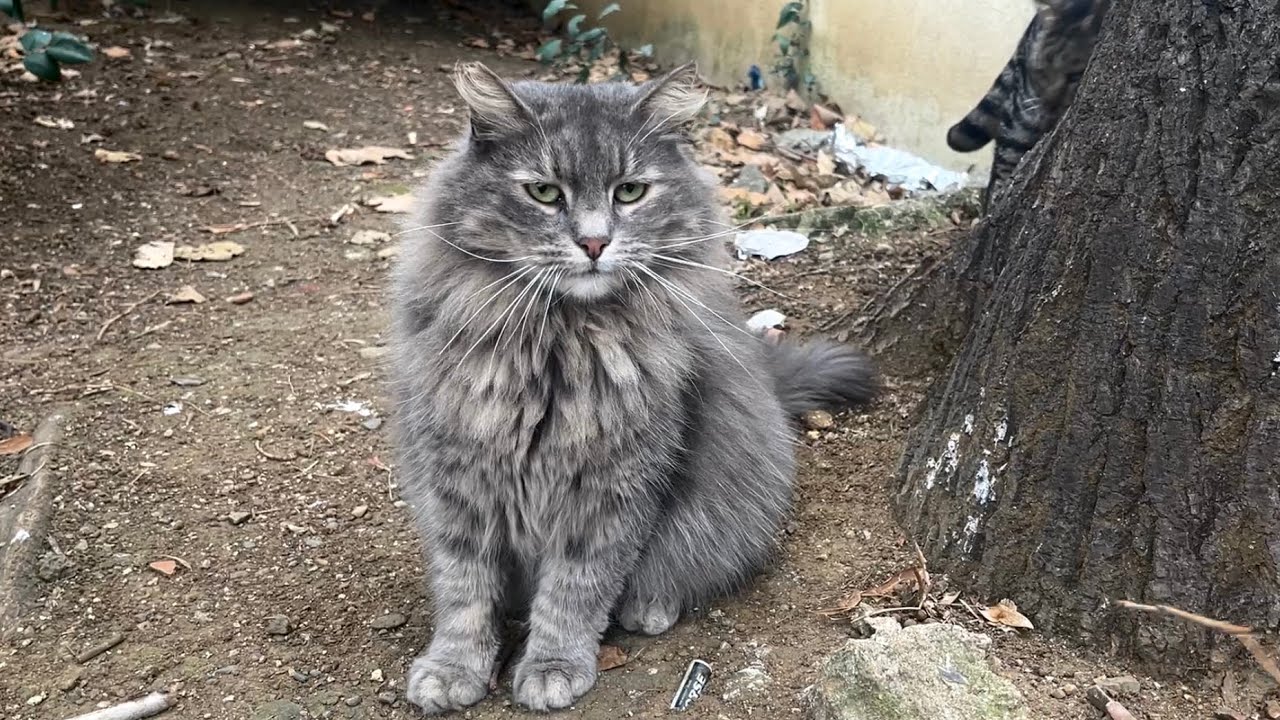 This stray cat is very different in color 😵 - YouTube