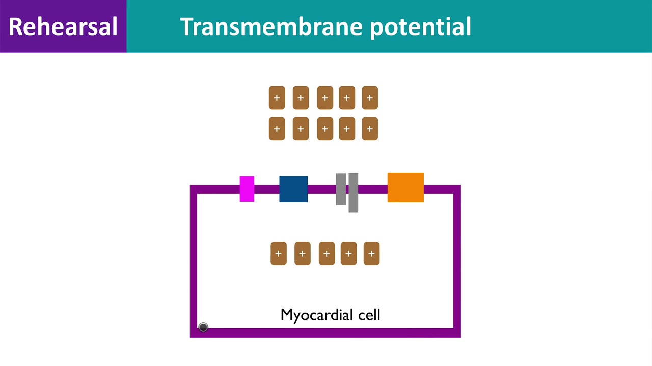 Cardiac electrophysiology action potential, automaticity and vectors ...