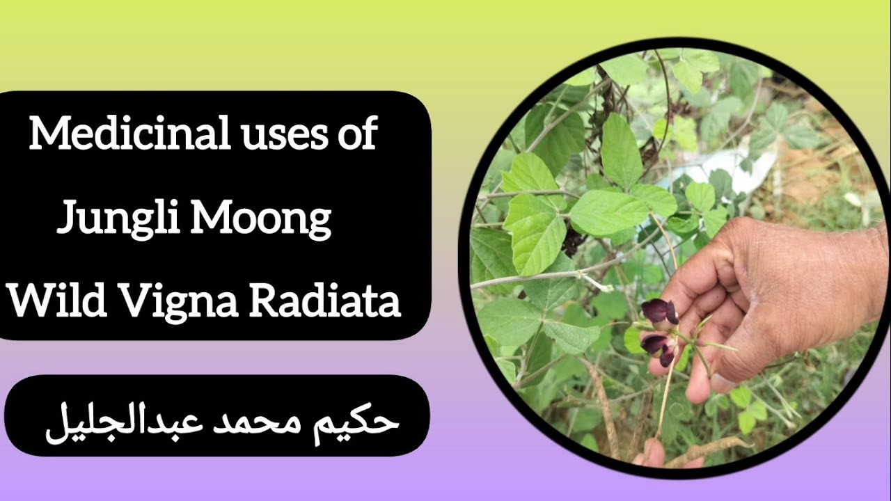 Medicinal uses of Jungli Moong | Vigna Radiata for Erection (Imsaak ...