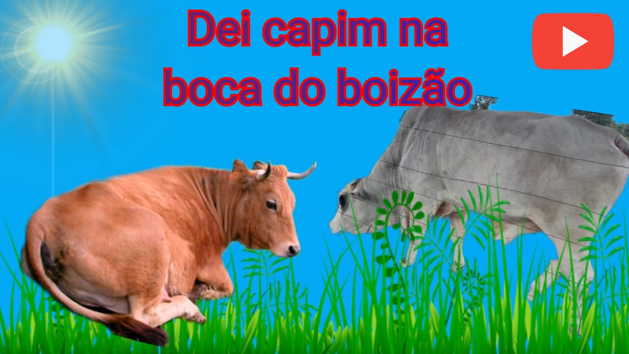 você já deu comida na boca de um nelore lindo desses? conheça um mata ...