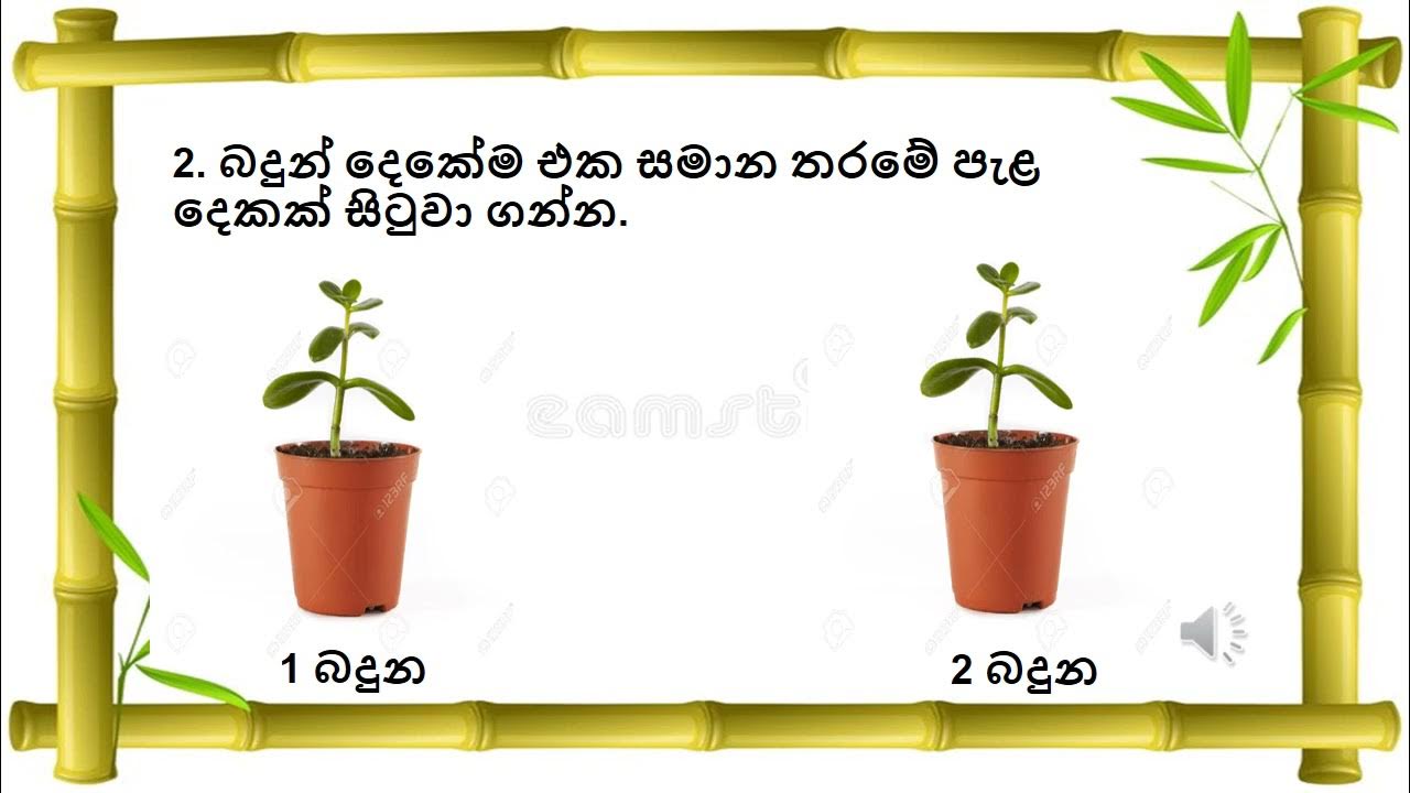 පැළෑටි හා ගස්වැල් 3 Youtube