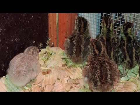 Pollitos Gallina de GUINEA - YouTube