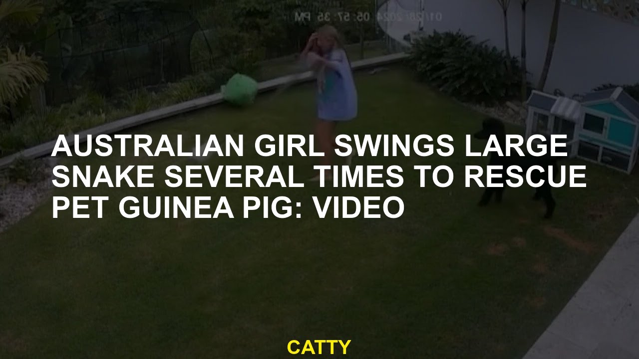 Australian girl swings large snake several times to rescue pet guinea ...