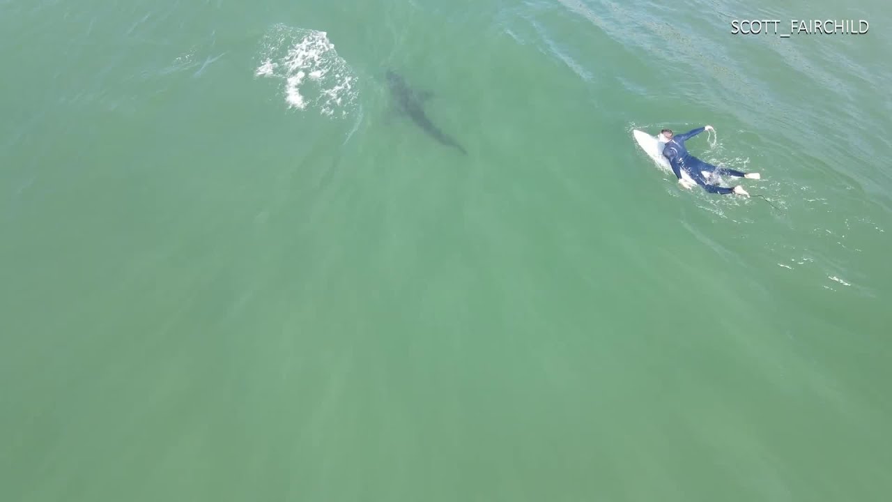 Incredible Drone Video Shows Great White Sharks In Del Mar - YouTube