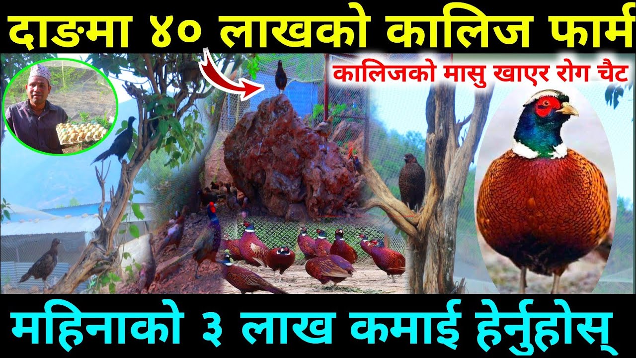 Kalij farm बाट लाखौँ रुपैयाँ कमाउन सक्ने तरिका सुन्नुहोस् भिडियो ...