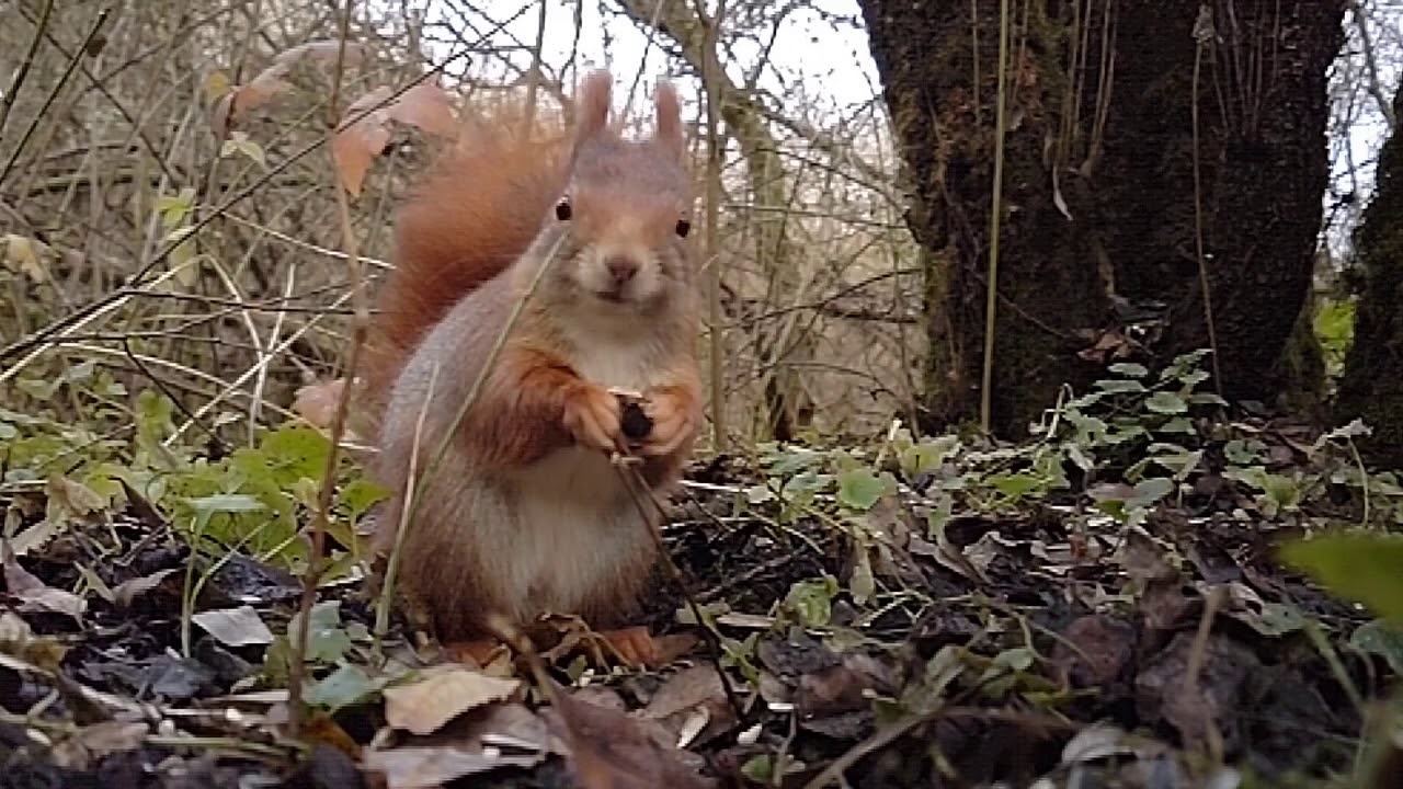 squirrel chewing in slow motion - YouTube