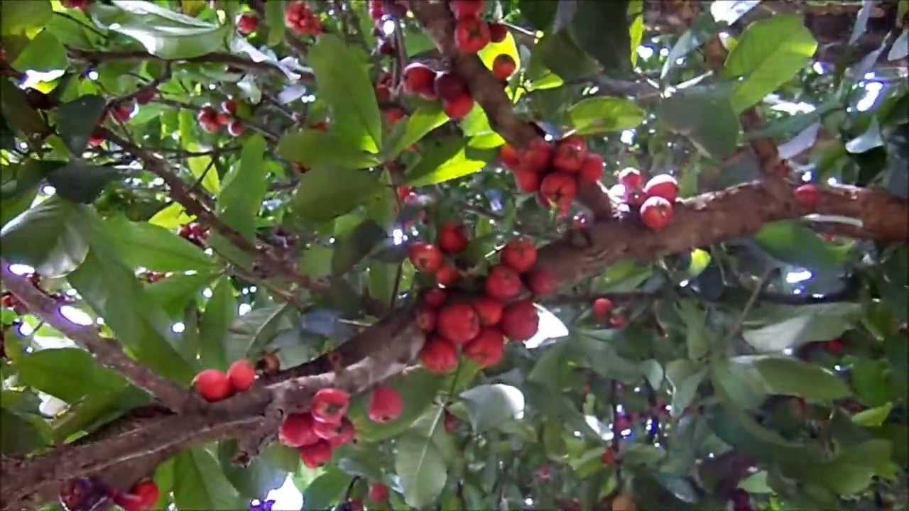 PÉ DE JAMBO CHEIO DE FRUTOS MADUROS - YouTube