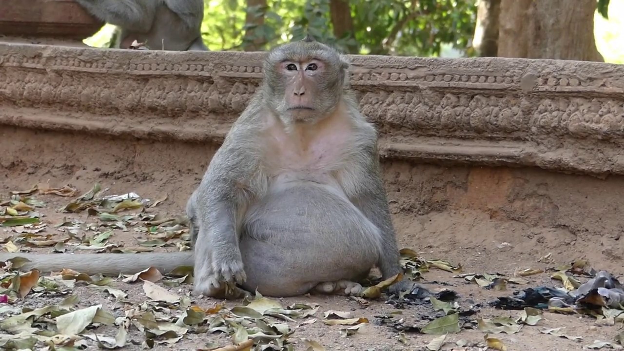 Wow ...!! Monkey Charlie today is so fierce - YouTube