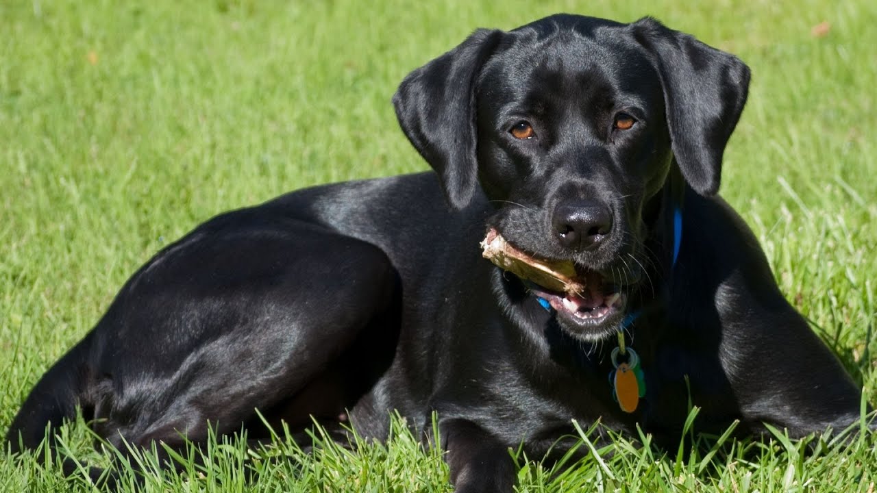 Maintaining Dental Health in Your Labrador Retriever - YouTube
