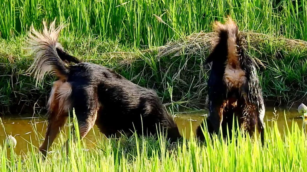 To day many busy ker ker and chear chear try to find mouse - YouTube