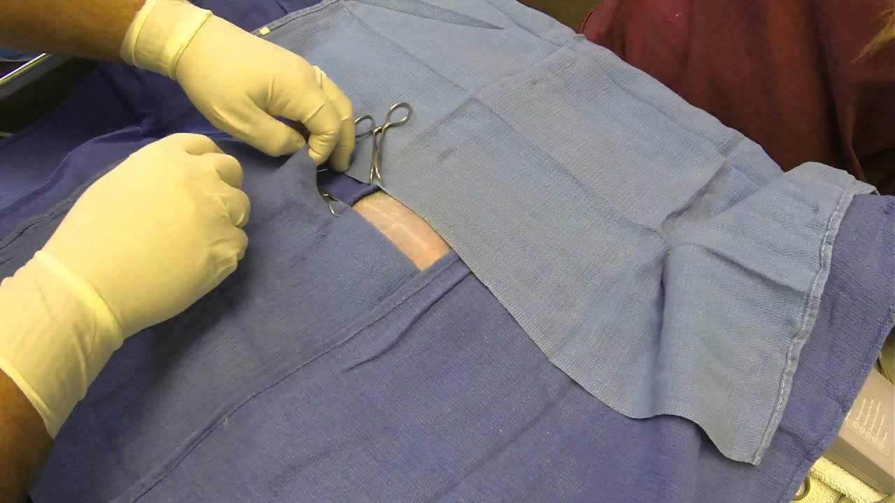 PUScam!! Beware!! Beautiful Rat With Pyometra And Ovarian Cancer ...