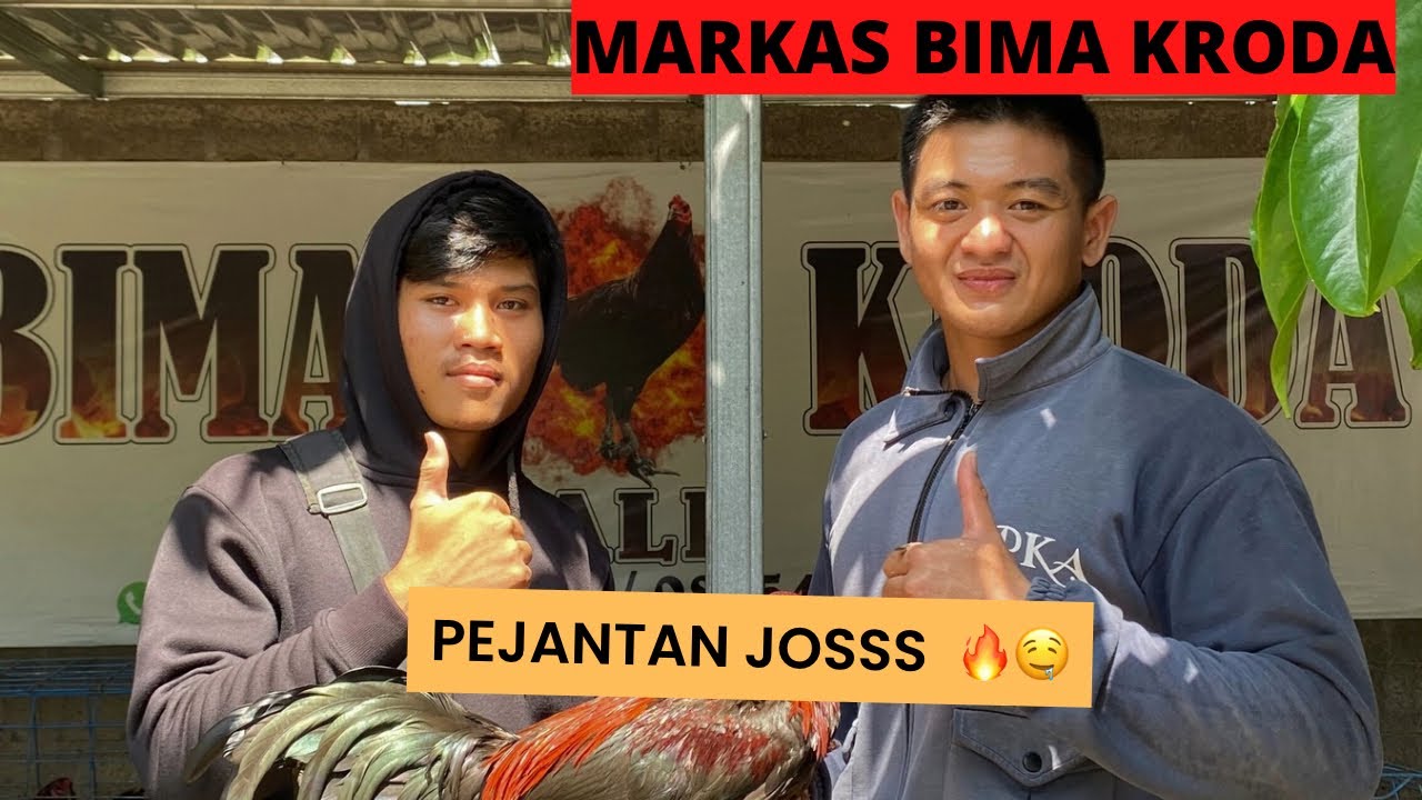 Berkunjung ke markas bima kroda buleleng banyak ayam kaki getar disini ...