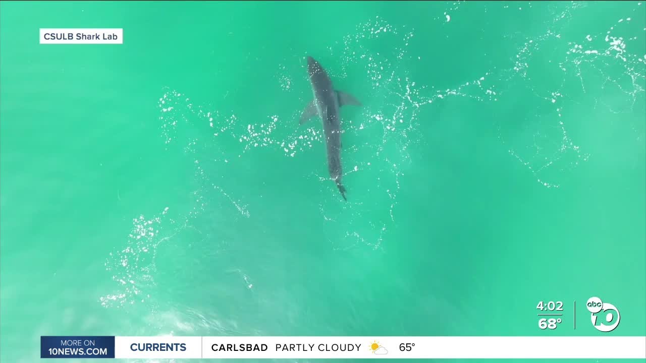 Real-time shark tracking system show cluster of sharks in Del Mar - YouTube