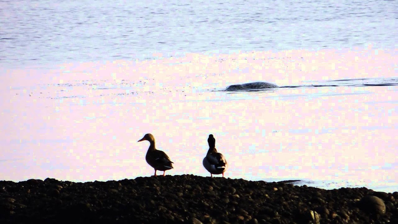 november 25 2013 12:14 - two Mallard Ducks & Seal slap - YouTube
