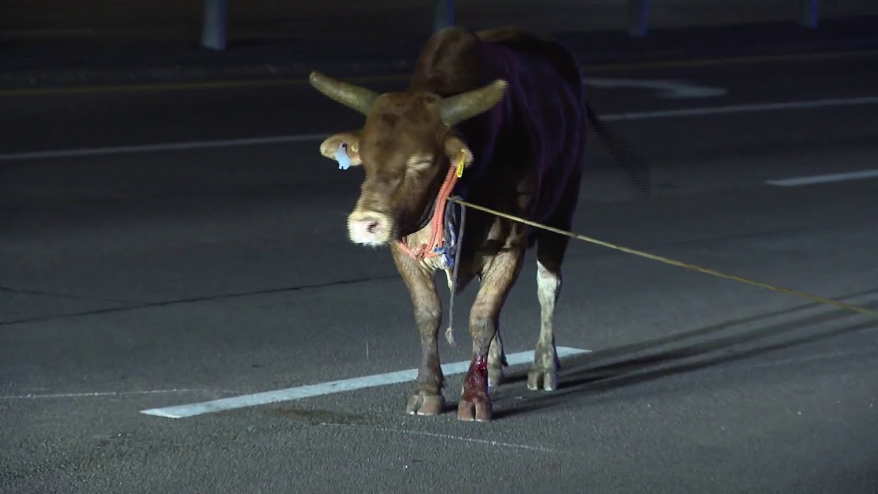The last of 8 escaped bulls from a Massachusetts rodeo is caught on ...