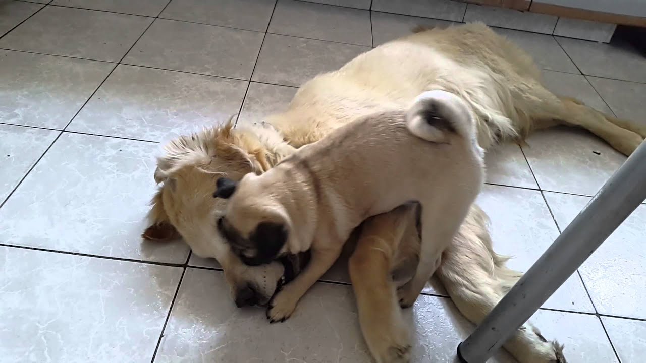 Pug Mixed With Golden Retriever