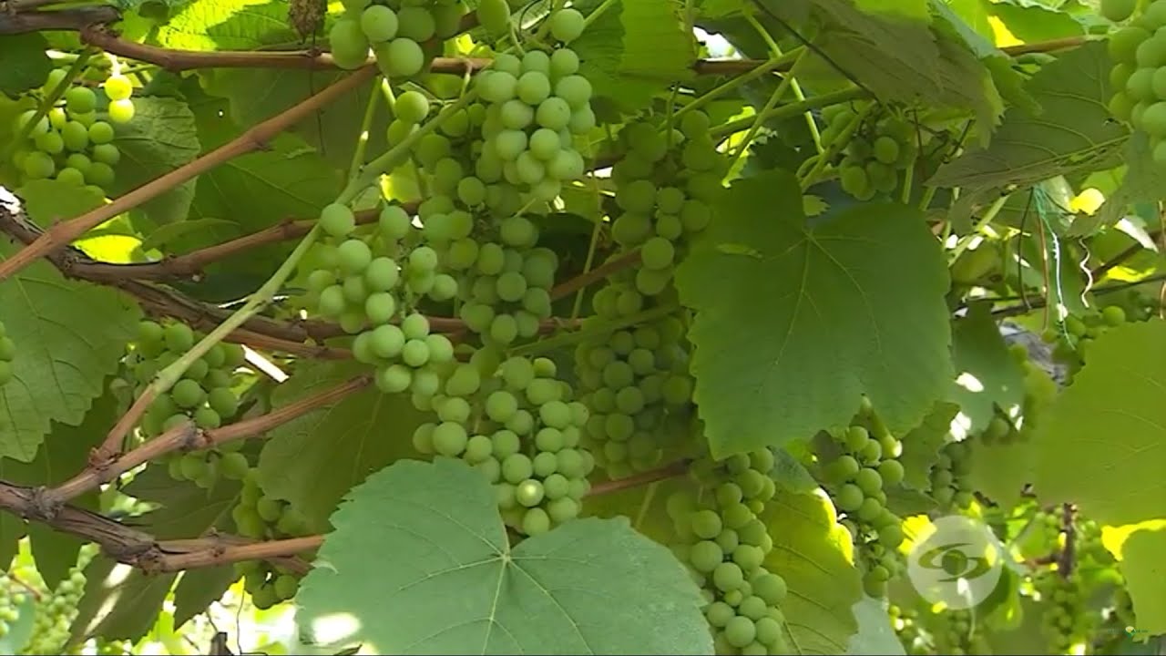 Uva Isabella: conozca el paso a paso de su siembra y comercialización ...