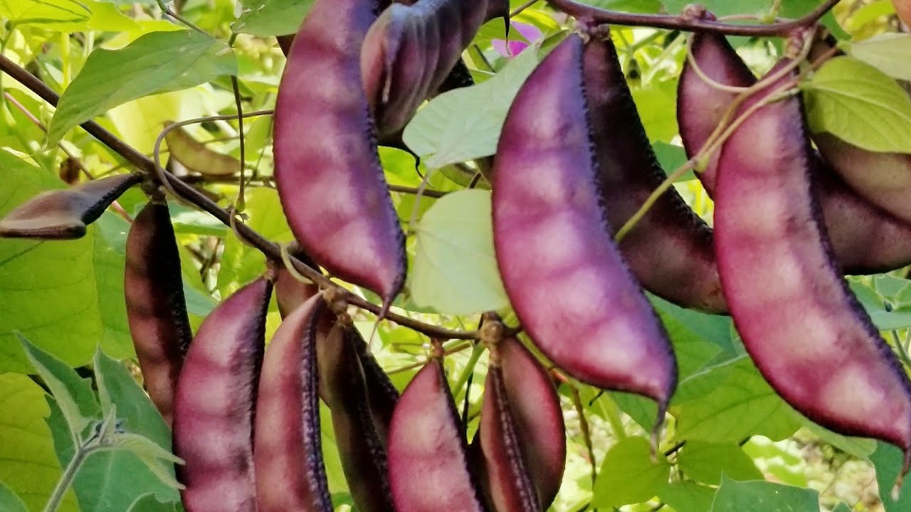 Hyacinth Bean Vines And Purple Belt Beans Are Productive // Marie's 716 ...