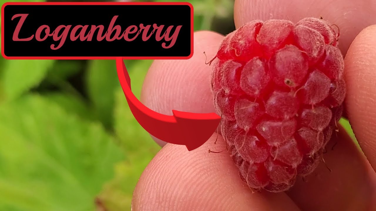 Tasting Loganberry For The First Time! - YouTube