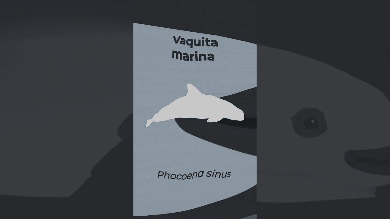 Vaquita marina (Phocoena sinus) - YouTube