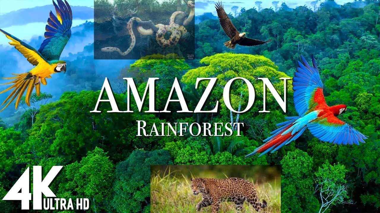 The Amazon Rain Forest in Drone Camera on 4K // INTERNATIONAL VIBE ...