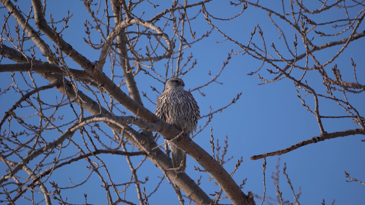 Faucon Gerfaut - Forme Grise - GyrFalcon - Grey Form - 4k - YouTube