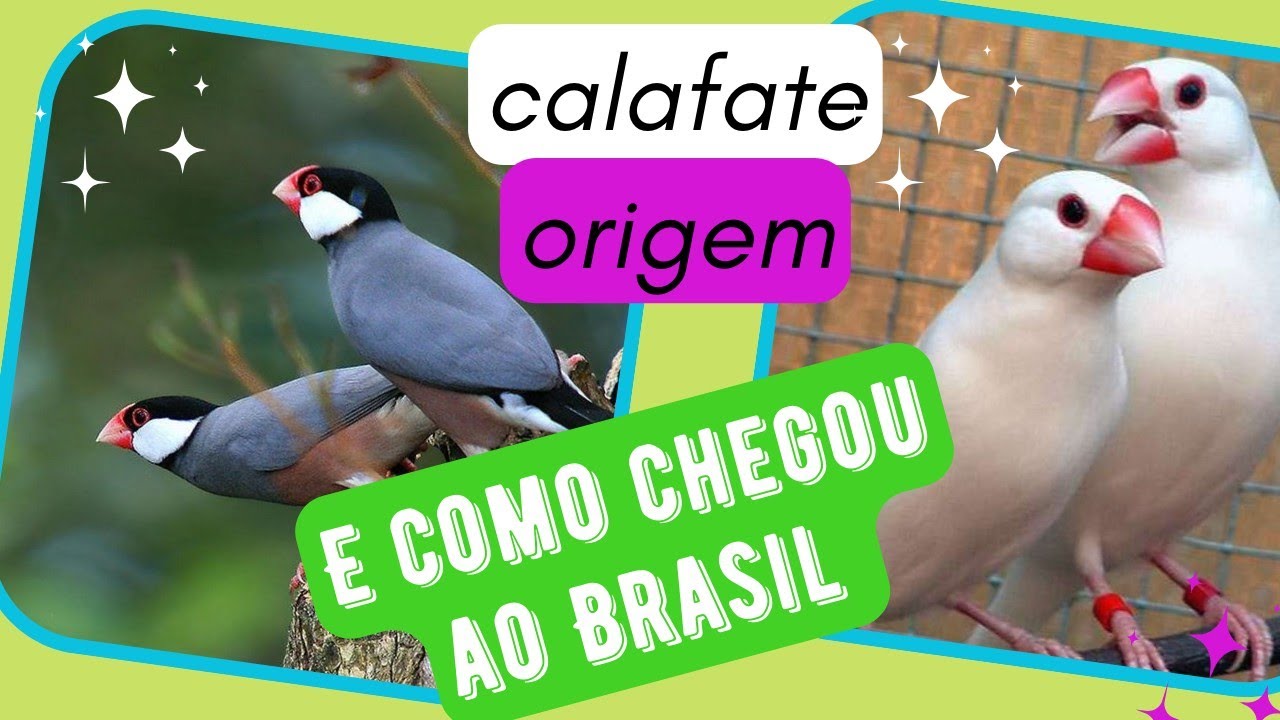 calafate ou pardal de Java - YouTube