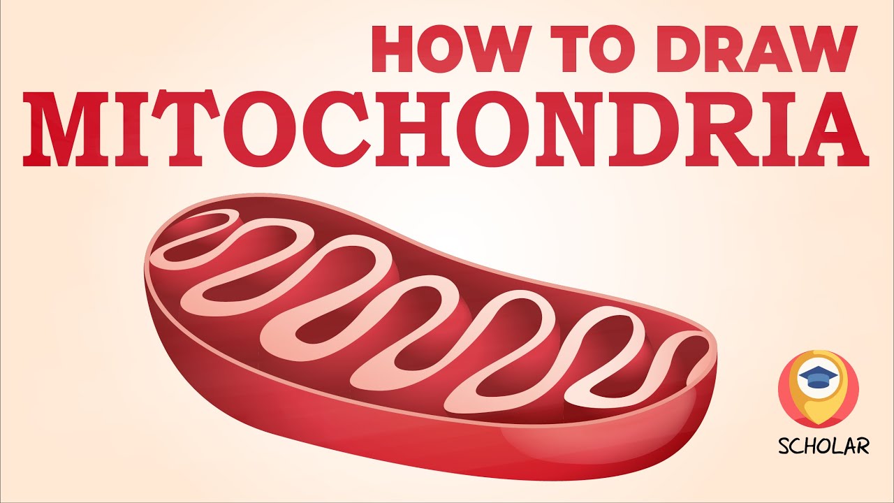 How to Draw the Mitochondria #mitochondria #science #biology #art - YouTube
