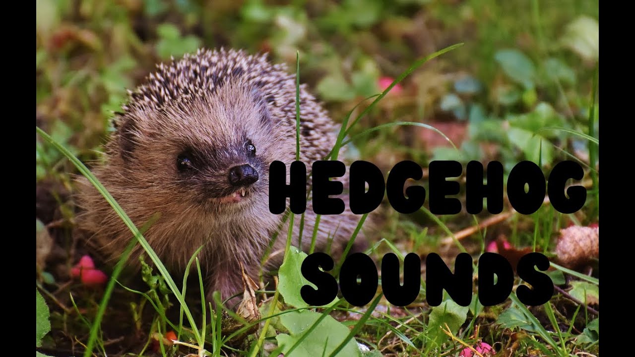 Hedgehog sounds - YouTube