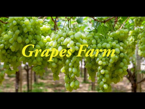 Grape Farm Tour | Famous Grape Farming Maharashtra - YouTube