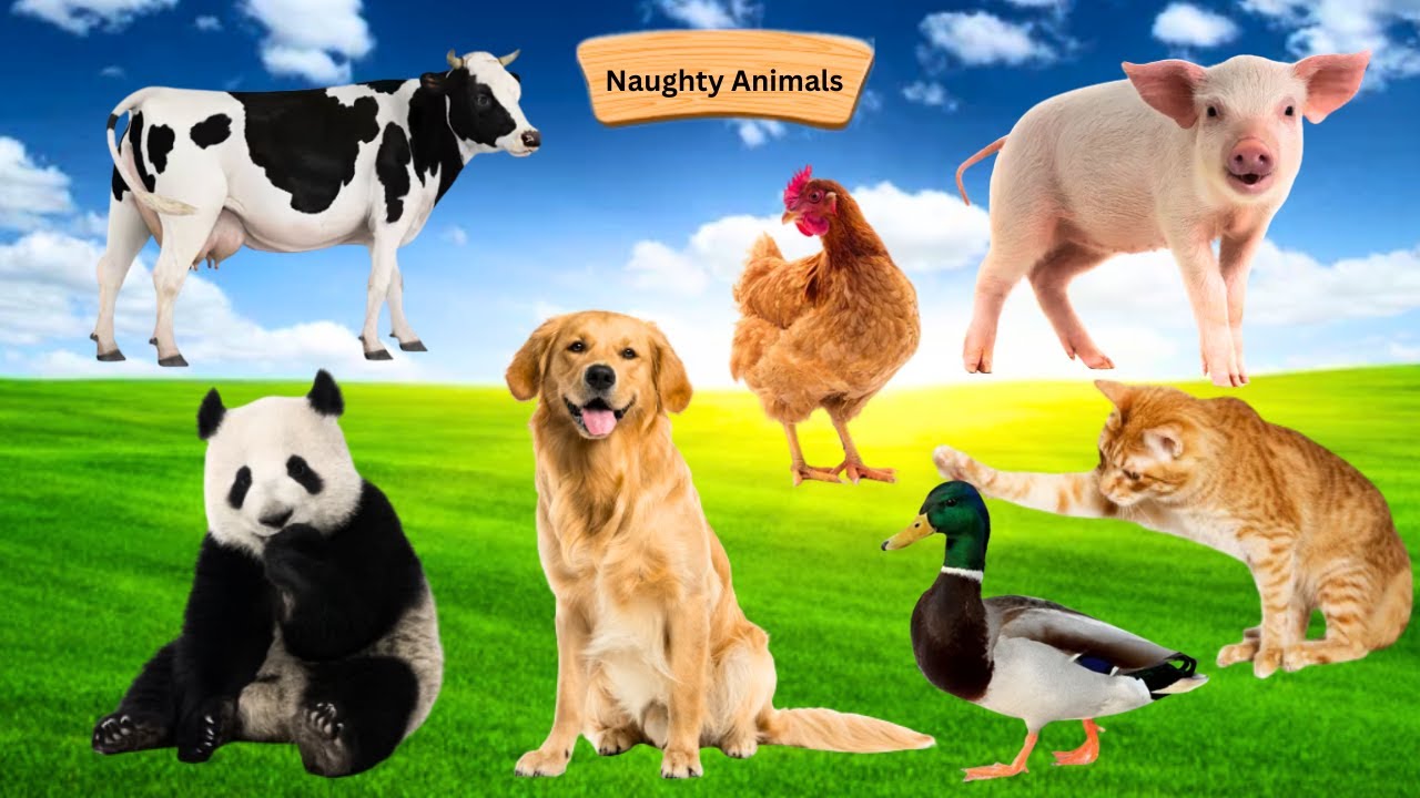 Funny Farm Animals Food Dogs, ducks, Cows, chickens, cats _ Animal ...