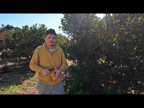 Tachikawasan Herzamanki gibi Domates Serasida−Japon Liseli Kiz Ogrencilerin Kaligrafi Yarismasi