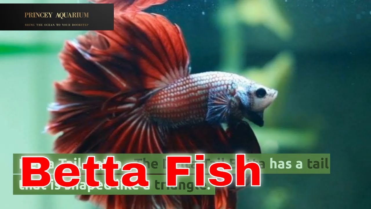 Betta Fish Care || Tips and Tricks for Keeping Your | Fighter | Happy ...